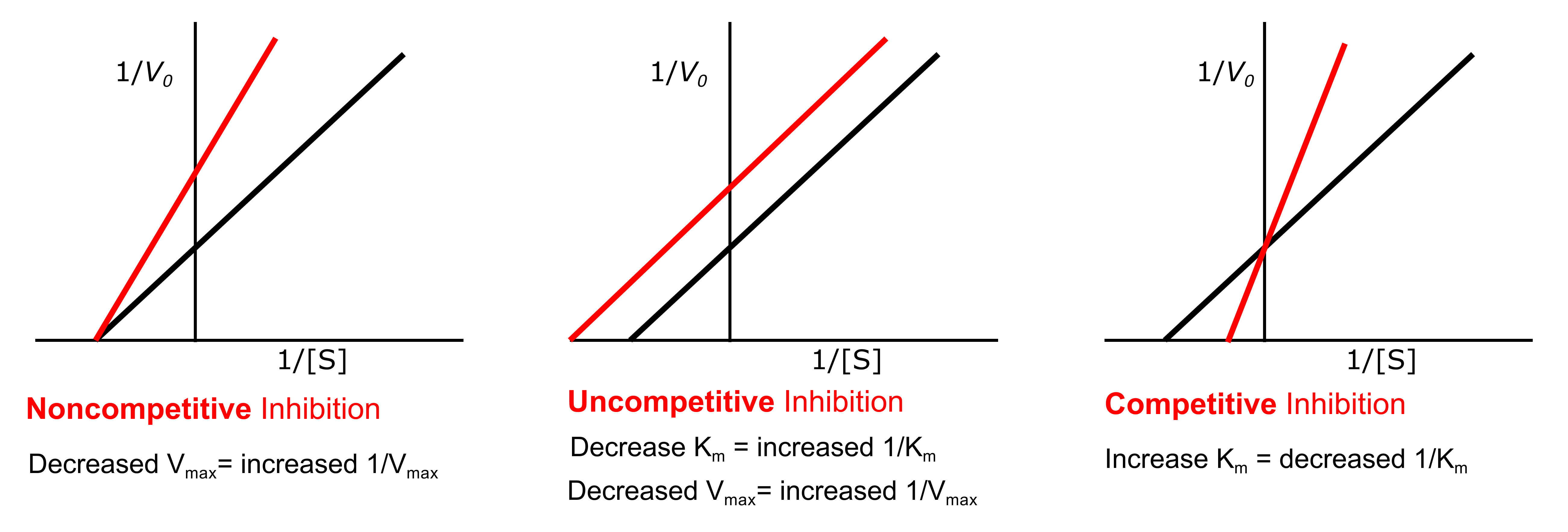 Enzyme Inhibition | Flashcards