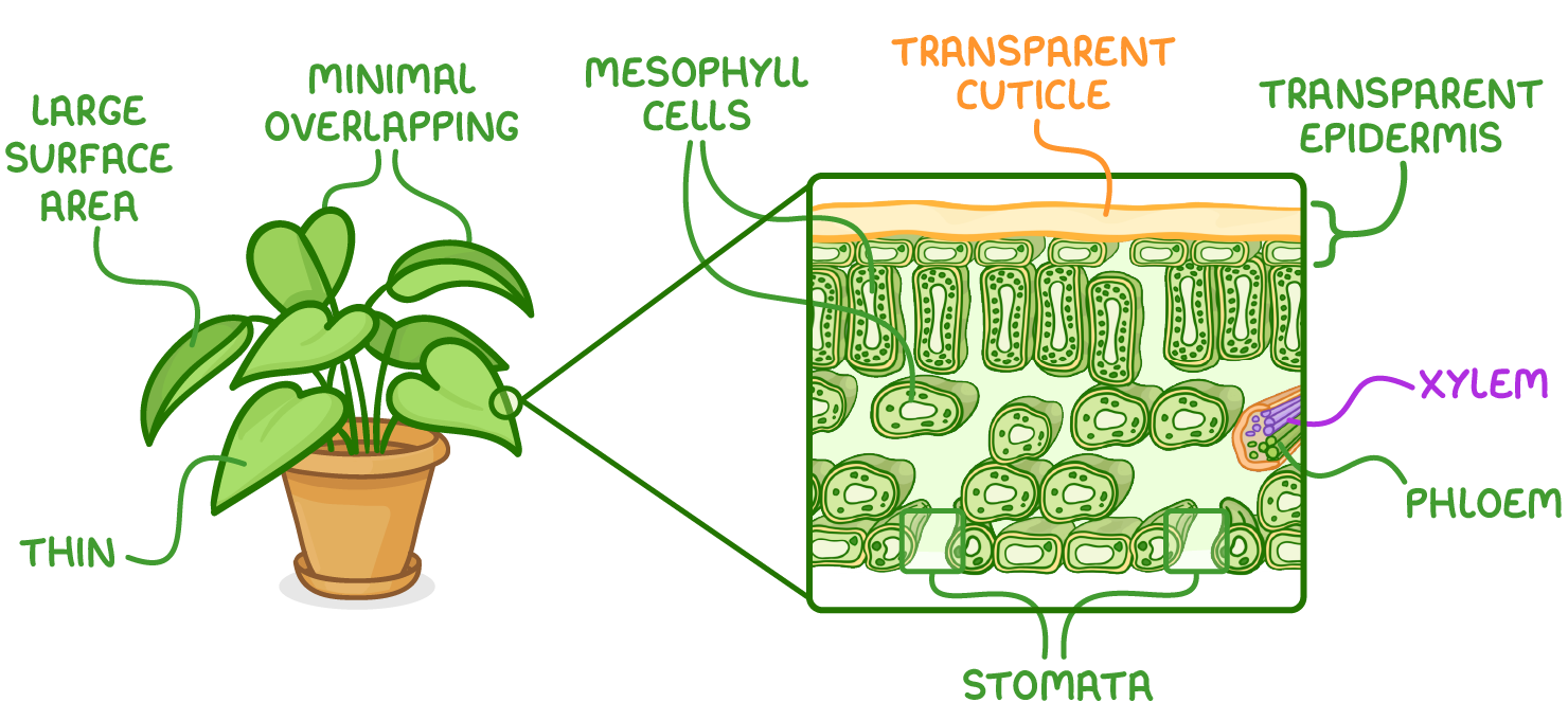 Introduction to Photosynthesis | Flashcards