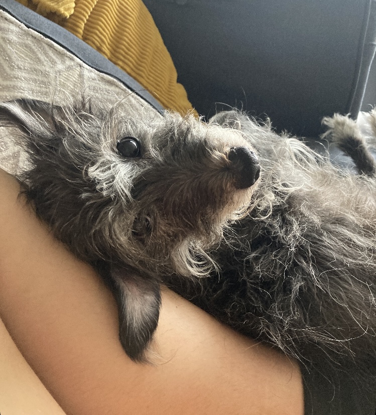 The Birth Of a Democratic Germany, 1917-19 | Flashcards